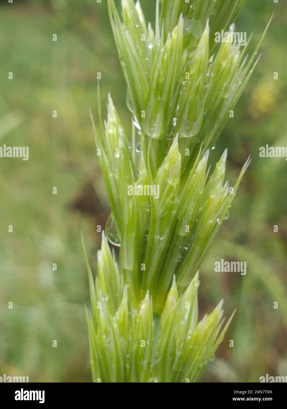 Siberian Lyme Grass (Leymus racemosus) Plantae Stock Photo - Alamy