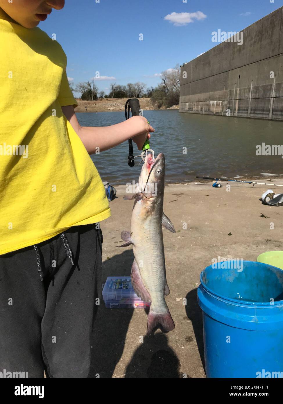 Channel Catfish (Ictalurus punctatus) Actinopterygii Stock Photo - Alamy