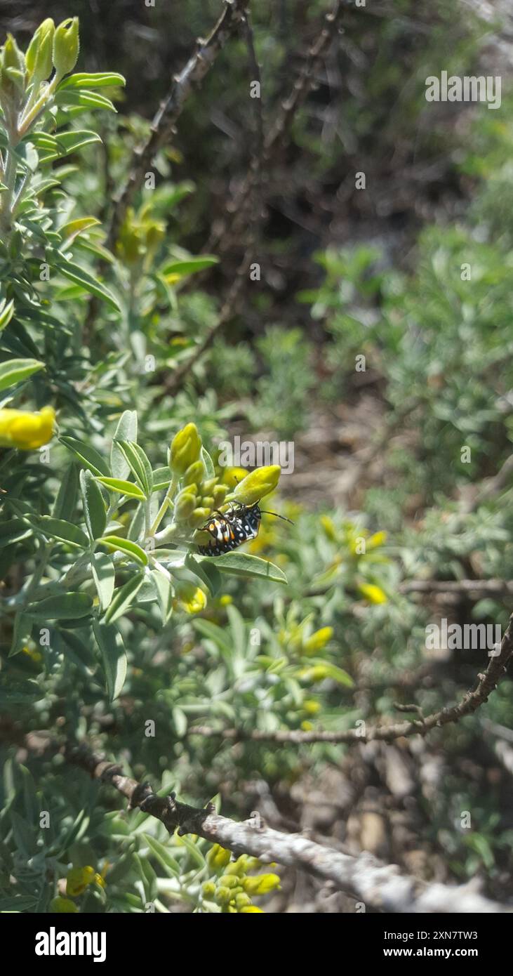 Bladderpod (Cleomella arborea) Plantae Stock Photo - Alamy
