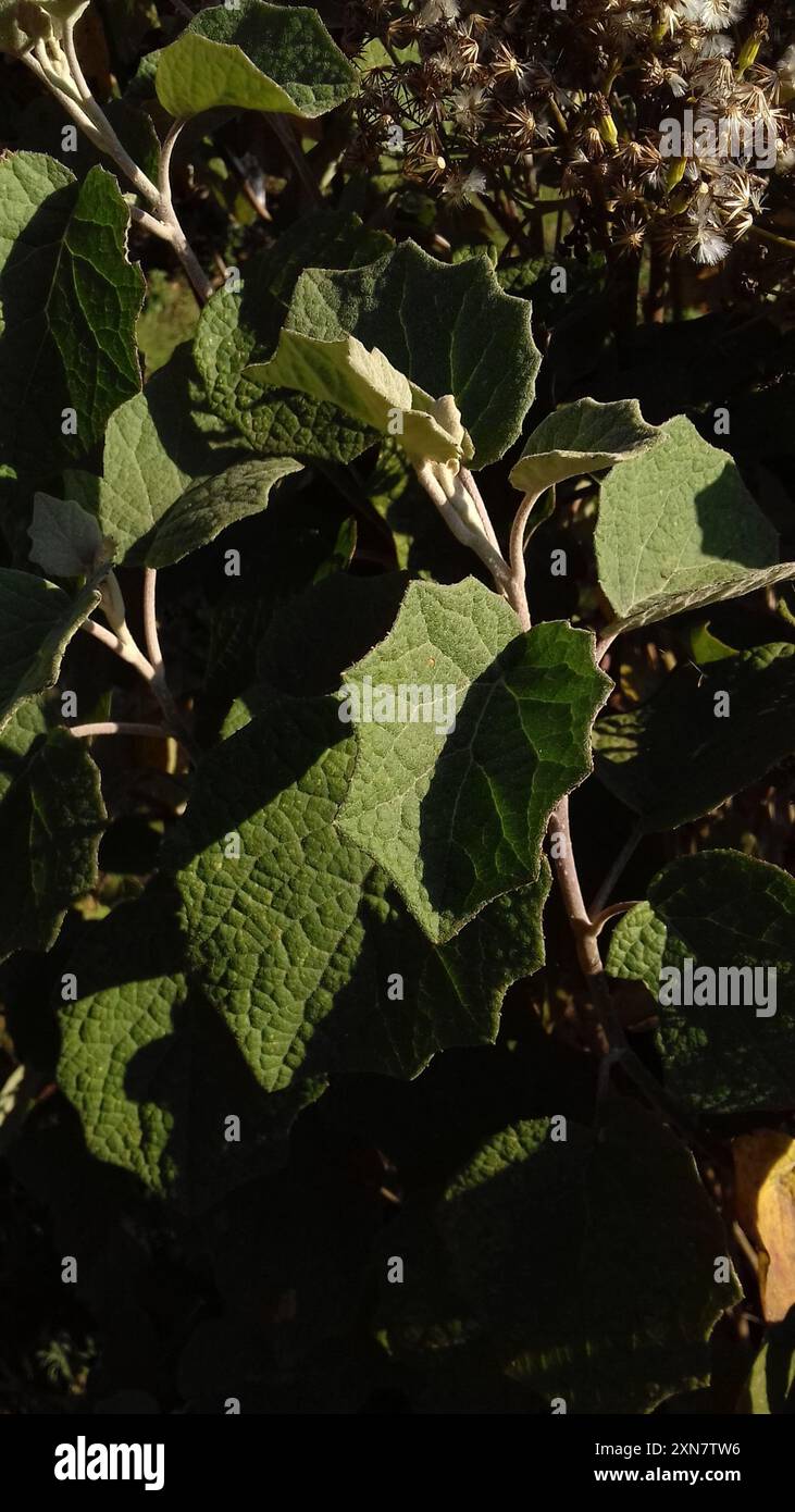 plants (Plantae) Plantae Stock Photo - Alamy