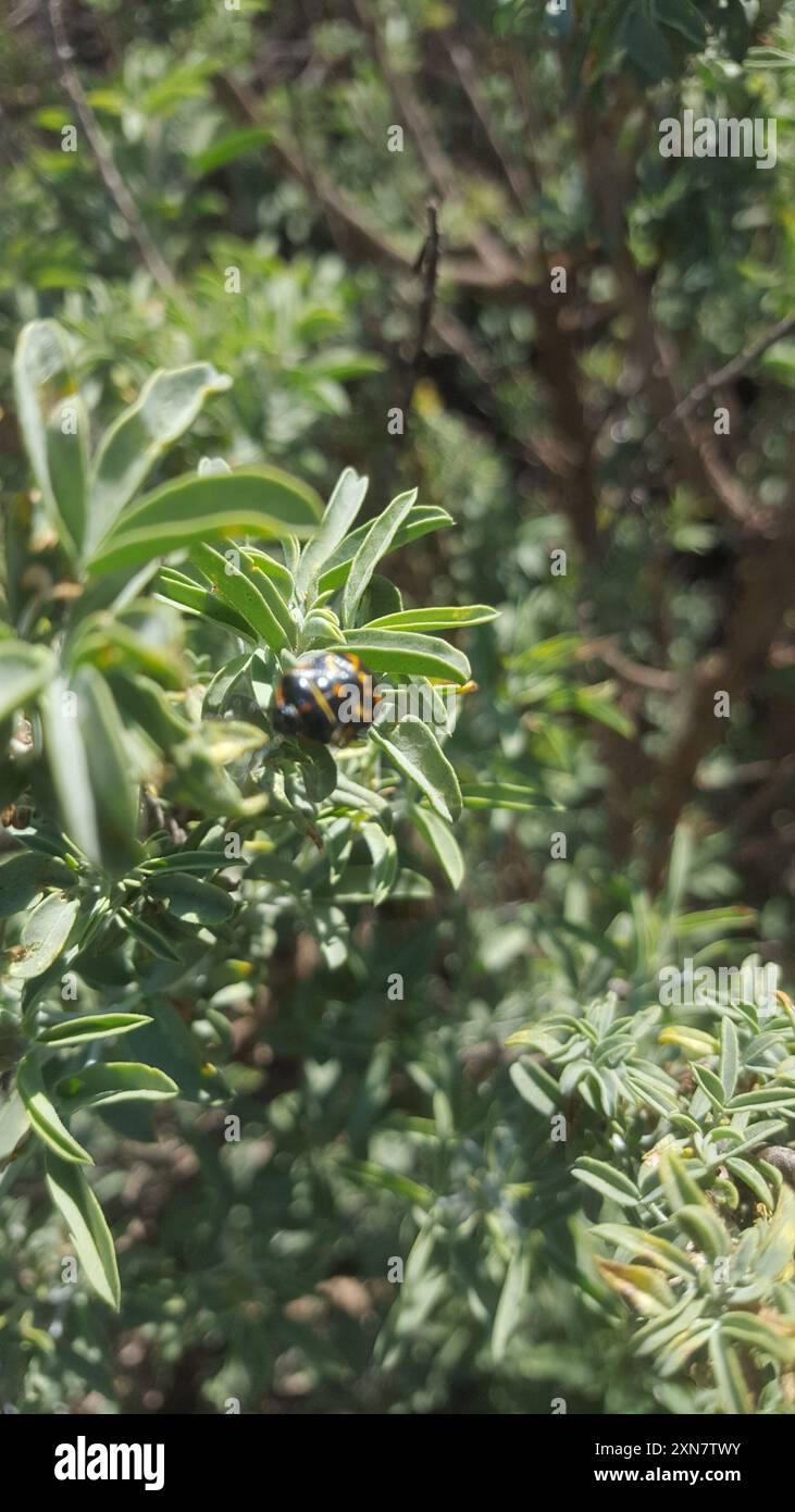Bladderpod (Cleomella arborea) Plantae Stock Photo - Alamy