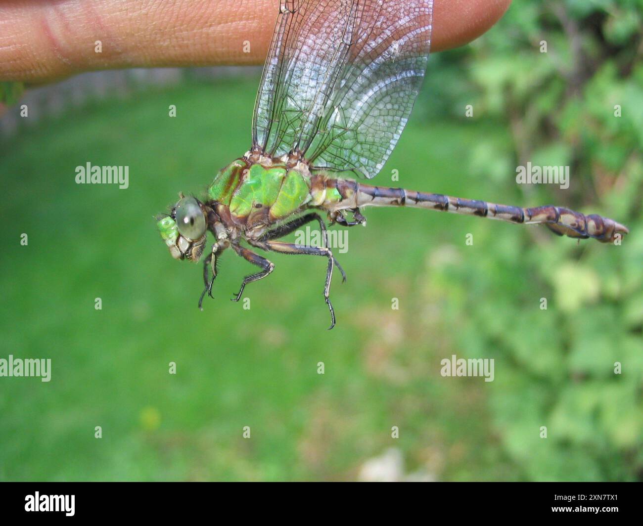 Rusty Snaketail (Ophiogomphus rupinsulensis) Insecta Stock Photo - Alamy