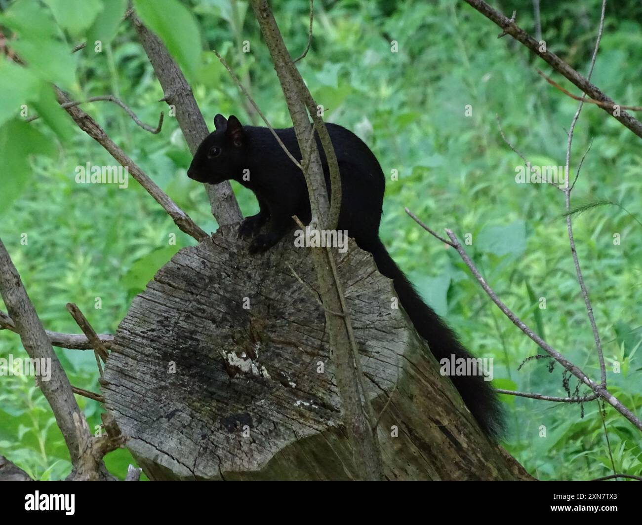 Eastern Gray Squirrel (Sciurus carolinensis) Mammalia Stock Photo - Alamy