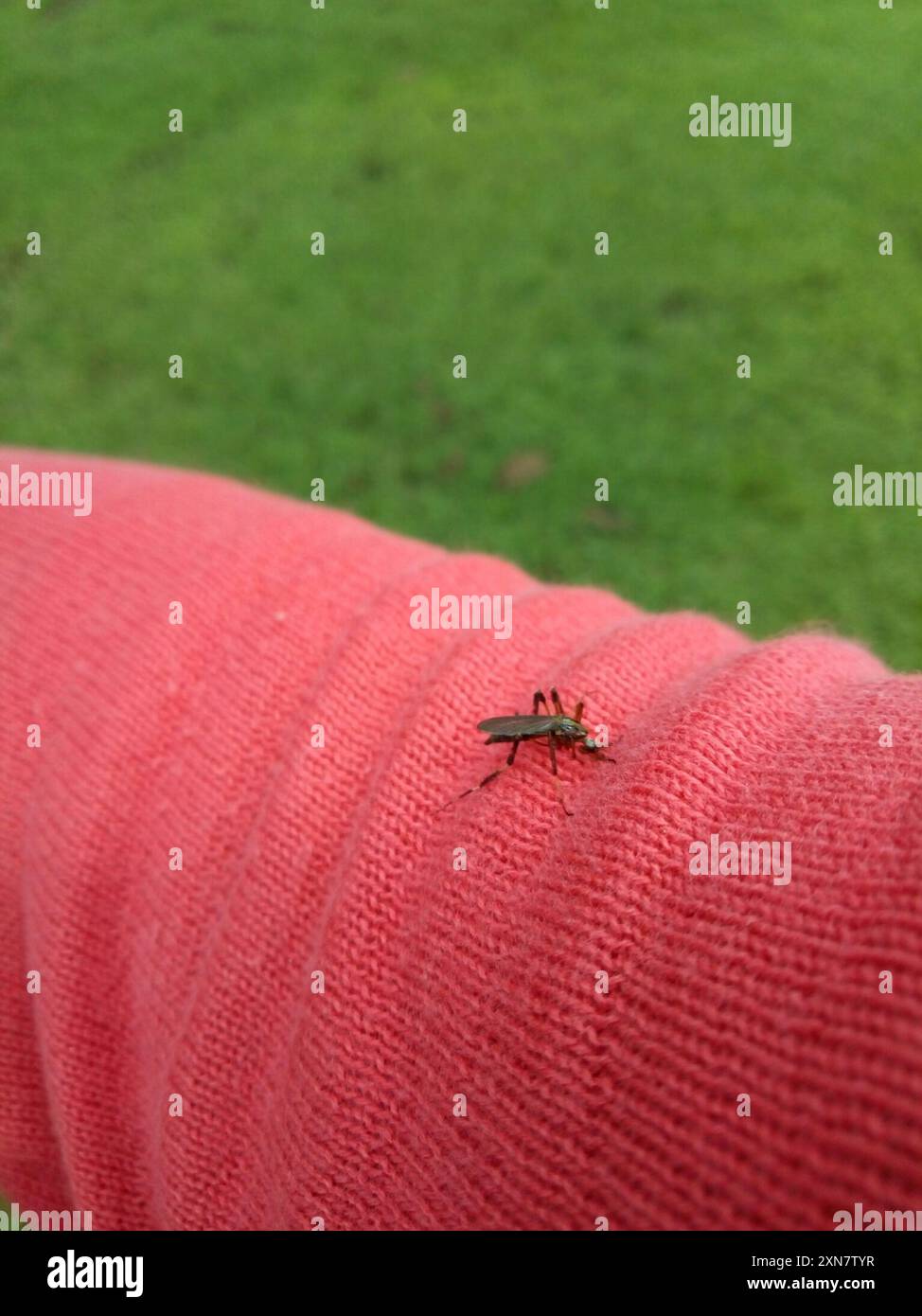 Gallinipper (Psorophora ciliata) Insecta Stock Photo - Alamy