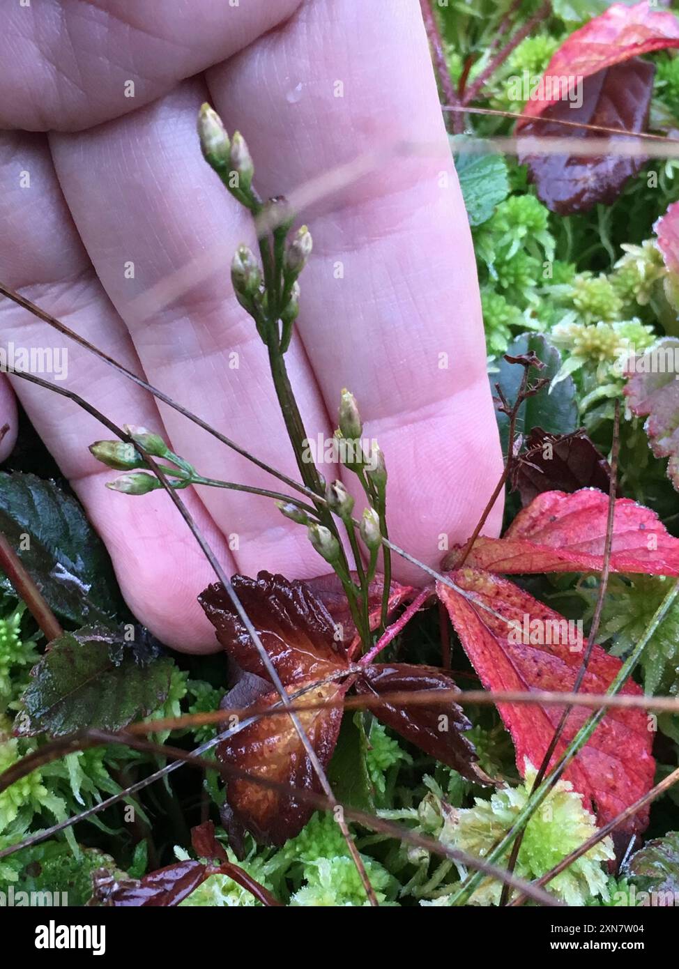 Twining Screwstem (Bartonia paniculata) Plantae Stock Photo - Alamy