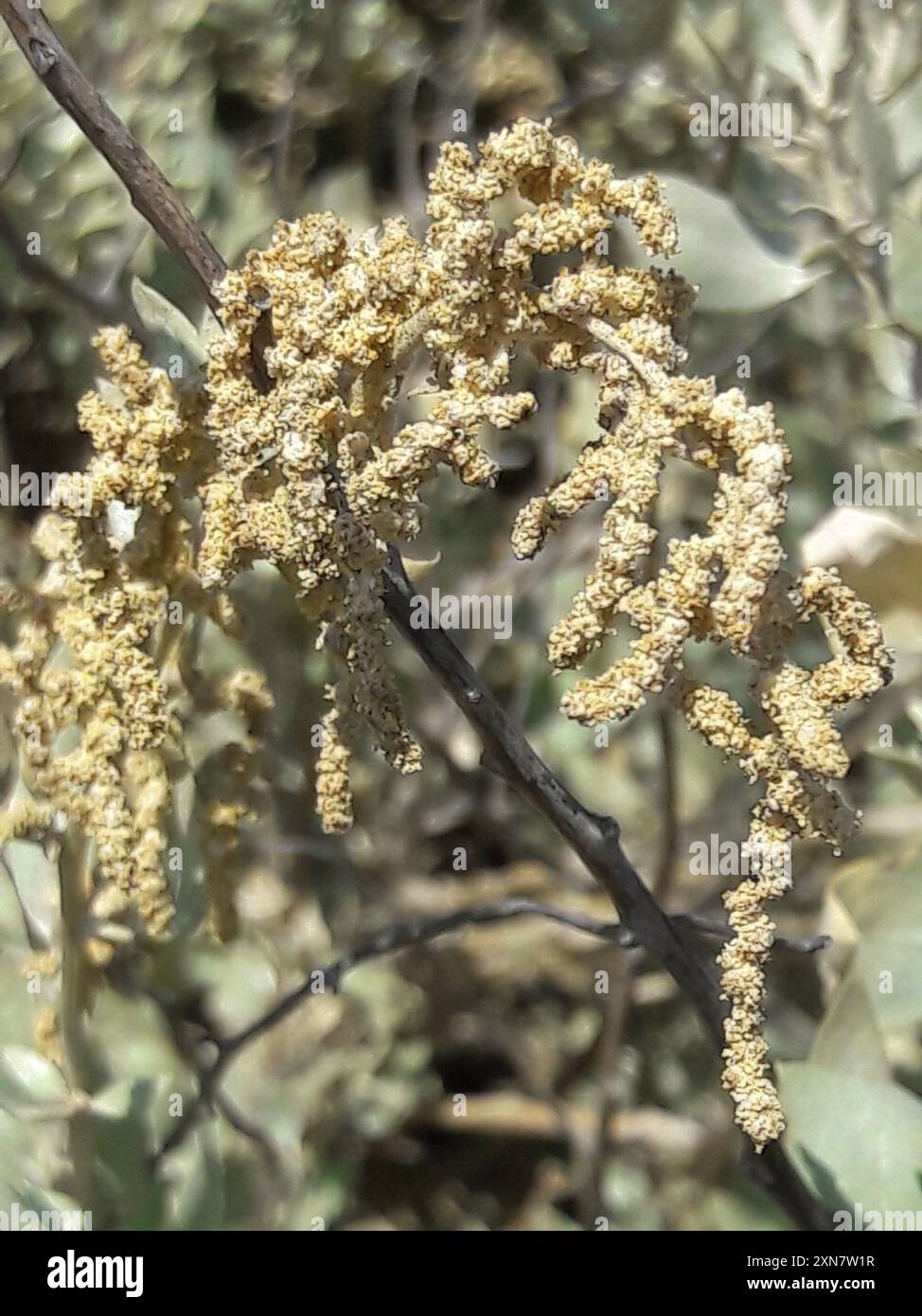 Mediterranean Saltbush (Atriplex halimus) Plantae Stock Photo - Alamy