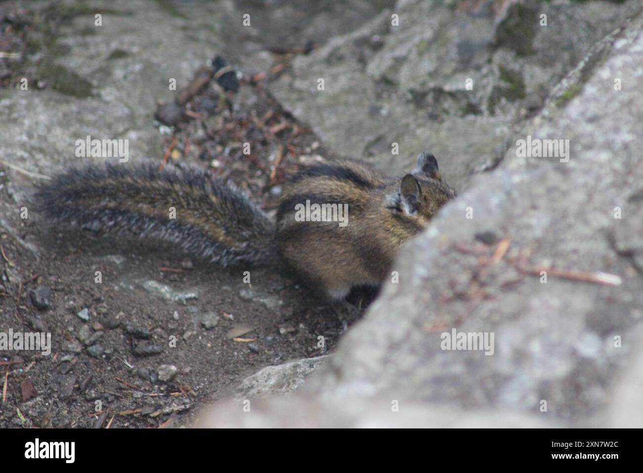 Townsend's Chipmunk (Neotamias townsendii) Mammalia Stock Photo - Alamy