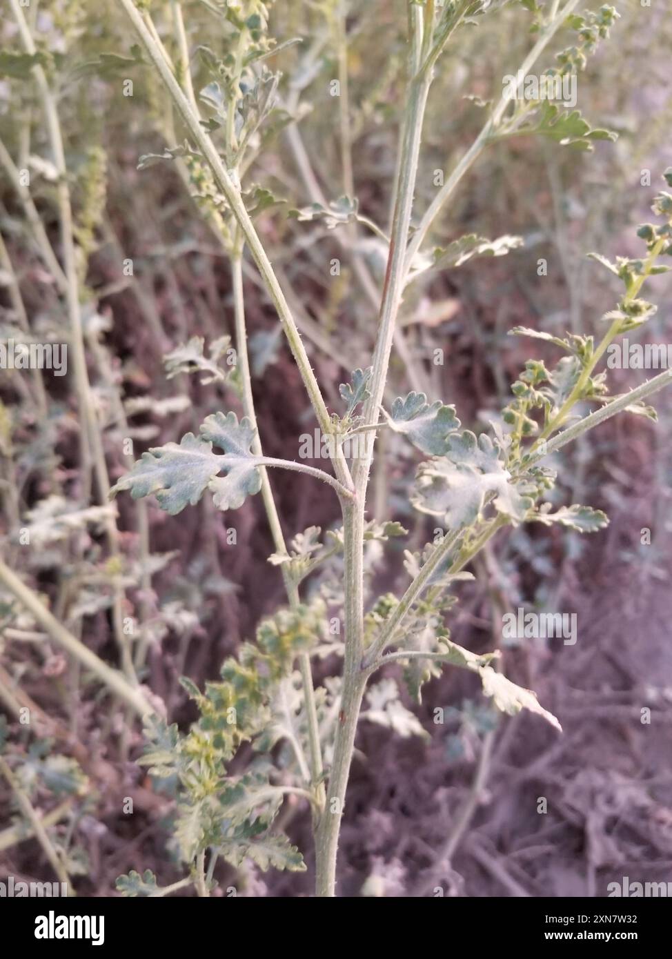 Flatspine Bursage (Ambrosia acanthicarpa) Plantae Stock Photo - Alamy