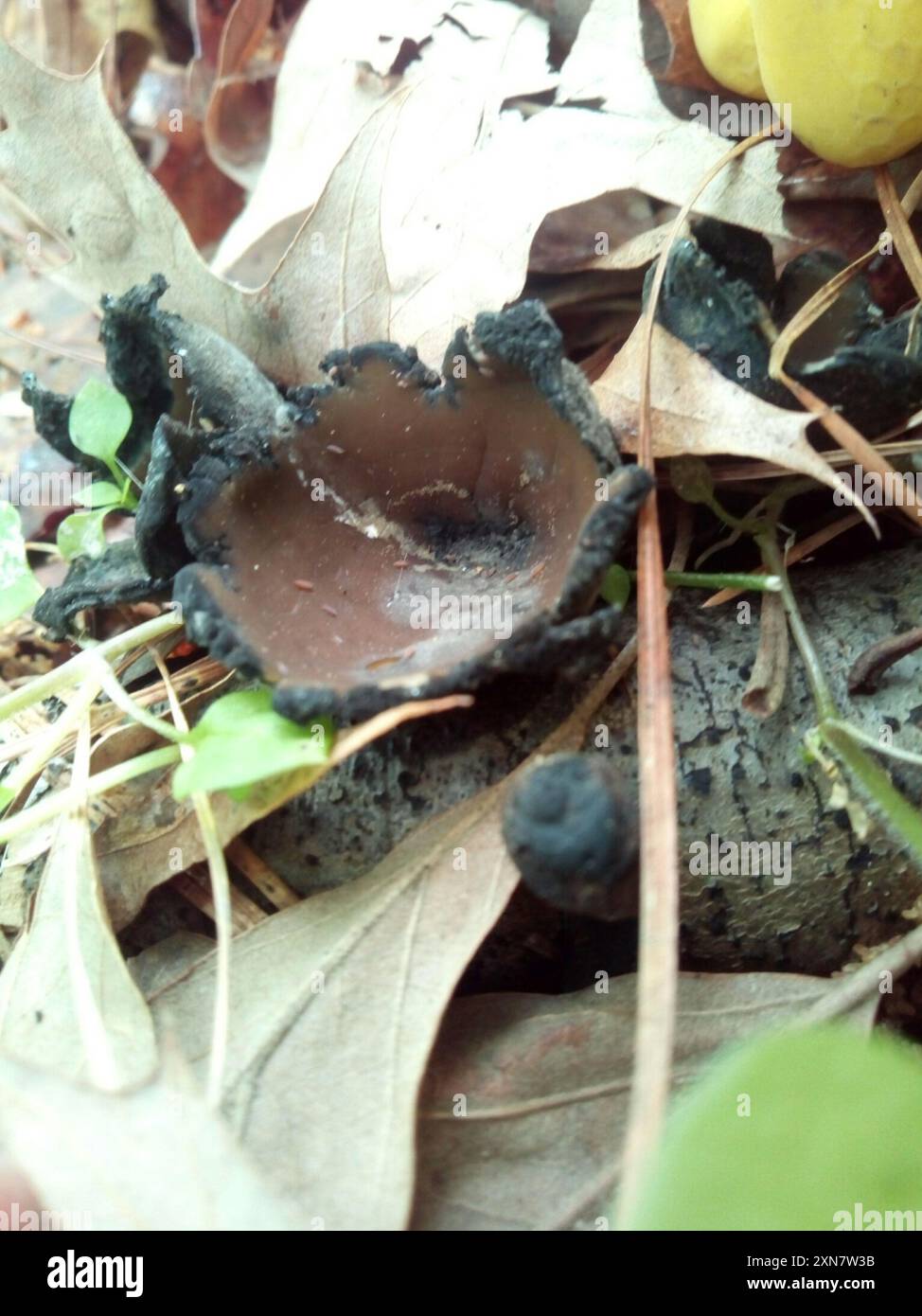 devil's urn (Urnula craterium) Fungi Stock Photo - Alamy