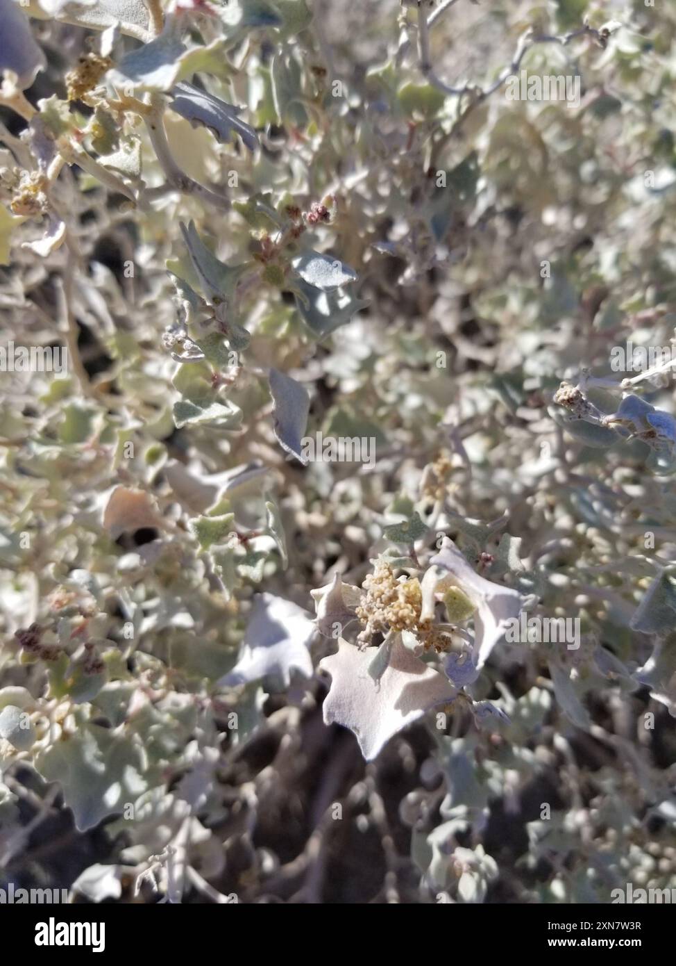 Desert Holly (Atriplex hymenelytra) Plantae Stock Photo - Alamy
