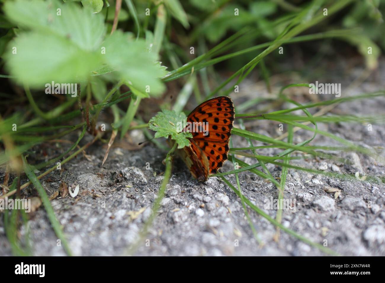 Marbled Fritillary (Brenthis daphne) Insecta Stock Photo - Alamy