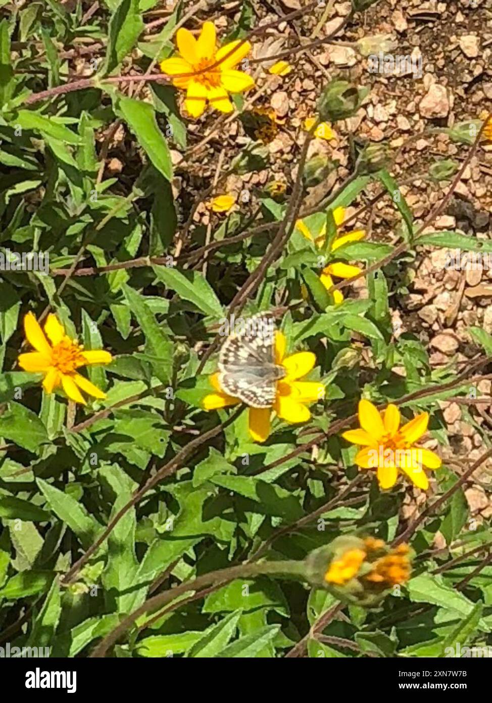 Checkered-Skippers, White-Skippers, and Allies (Pyrgini) Insecta Stock ...