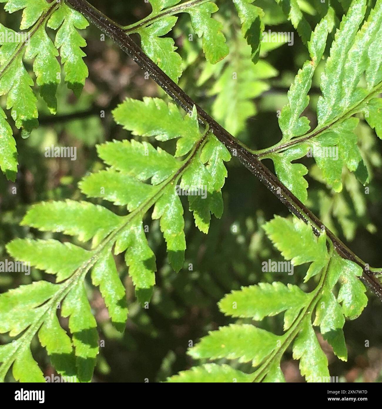silver fern (Pityrogramma calomelanos) Plantae Stock Photo - Alamy