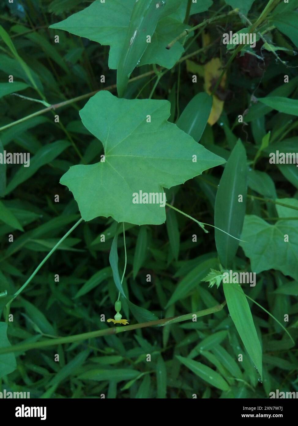 creeping cucumber (Melothria pendula) Plantae Stock Photo - Alamy