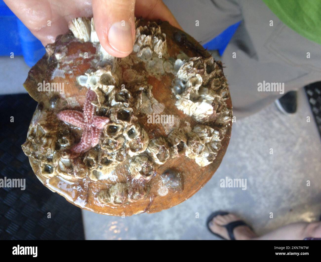 Atlantic deep-sea scallop (Placopecten magellanicus) Mollusca Stock ...
