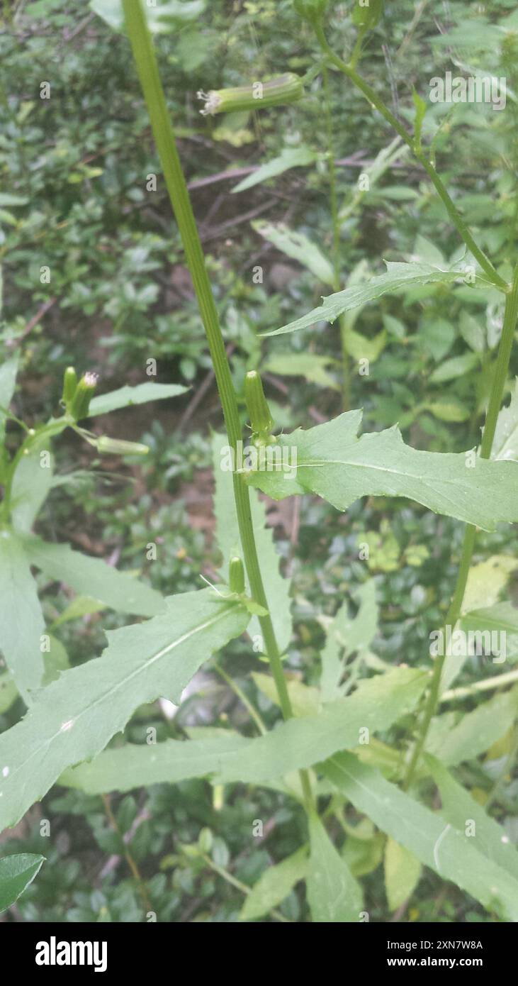 American burnweed (Erechtites hieraciifolius) Plantae Stock Photo - Alamy