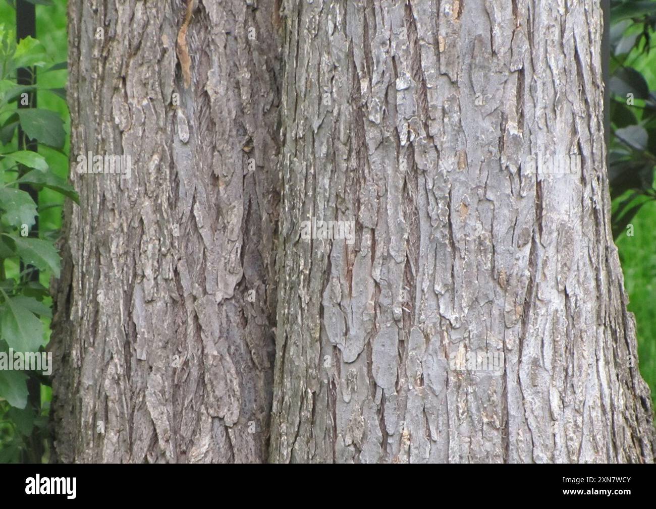 Winged Elm (Ulmus alata) Plantae Stock Photo - Alamy