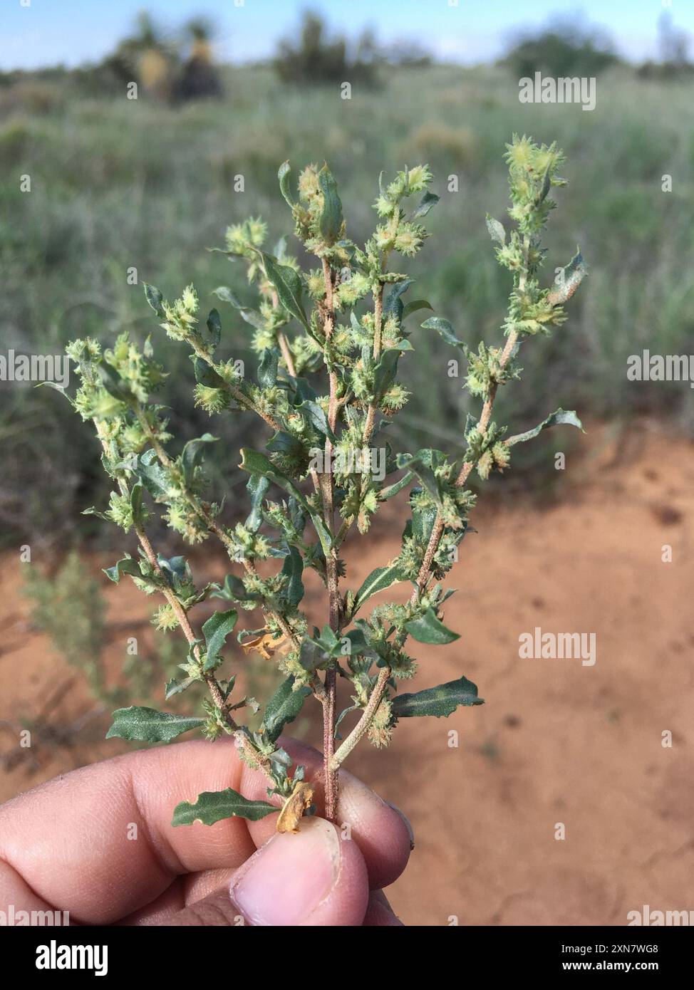 Wheelscale Saltbush (Atriplex elegans) Plantae Stock Photo - Alamy