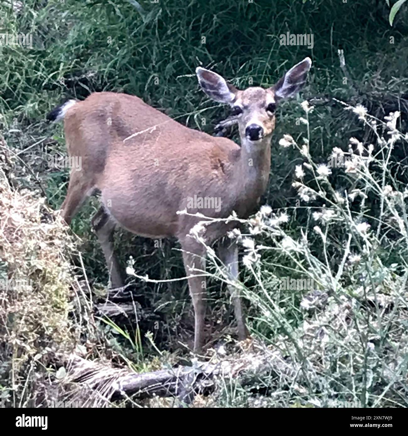 Columbian Black-tailed Deer (Odocoileus hemionus columbianus) Mammalia ...