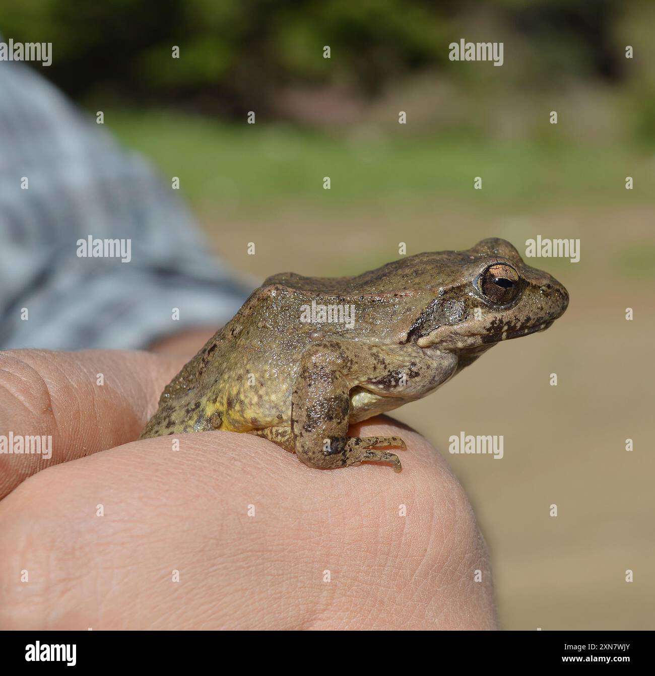 Greek frog (Rana graeca) Amphibia Stock Photo - Alamy