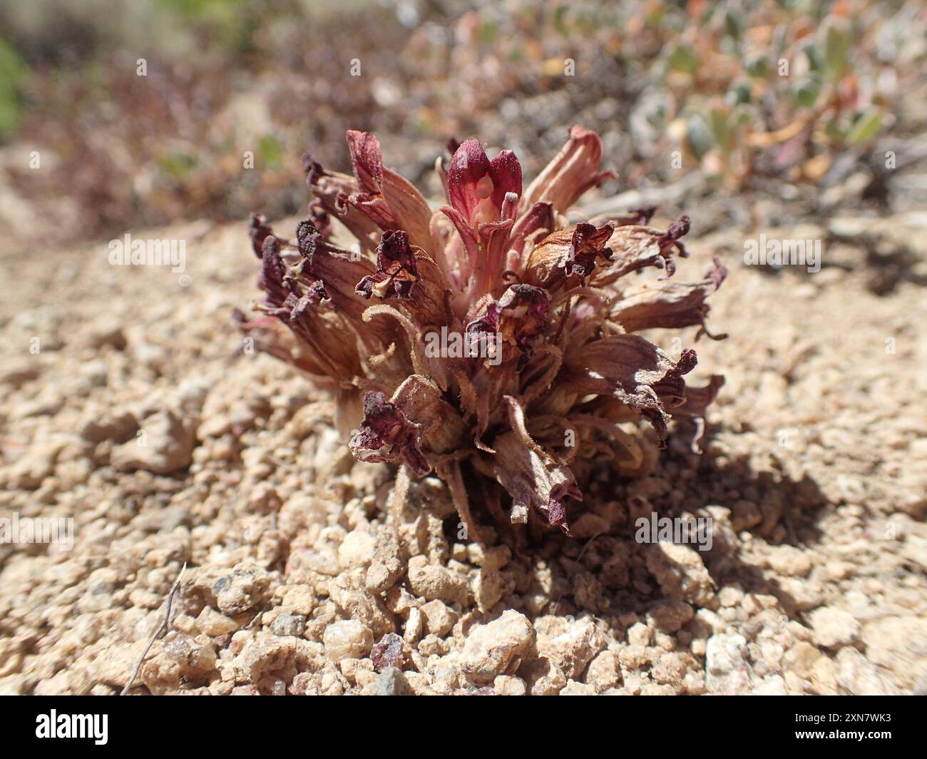 Flat-top Broomrape (Aphyllon corymbosum) Plantae Stock Photo - Alamy