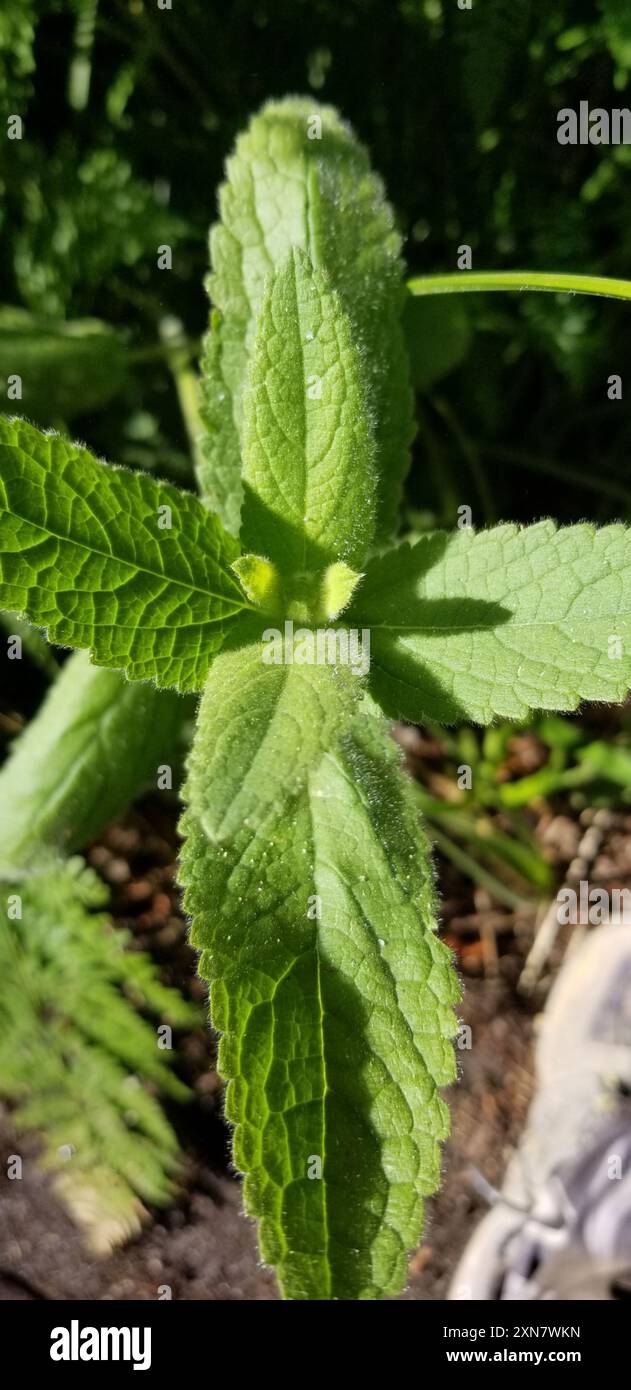 Rough Hedgenettle (Stachys rigida) Plantae Stock Photo - Alamy