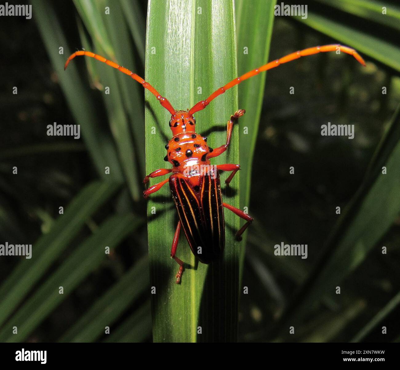 (Chydarteres striatus) Insecta Stock Photo - Alamy