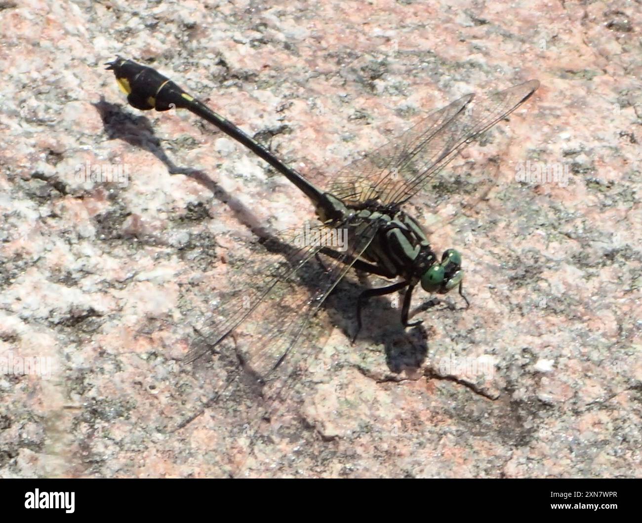 Cobra Clubtail (Gomphurus vastus) Insecta Stock Photo - Alamy