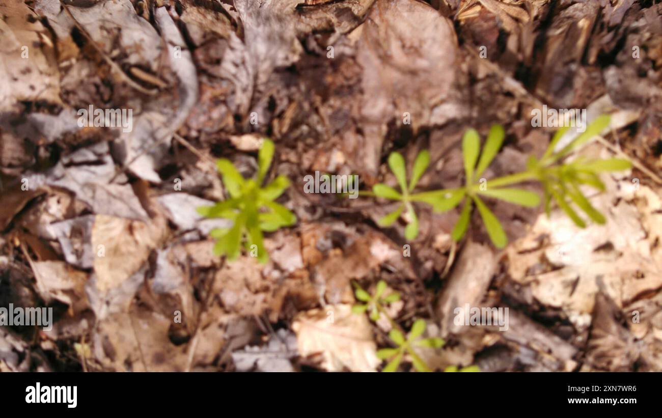 plants (Plantae) Plantae Stock Photo - Alamy