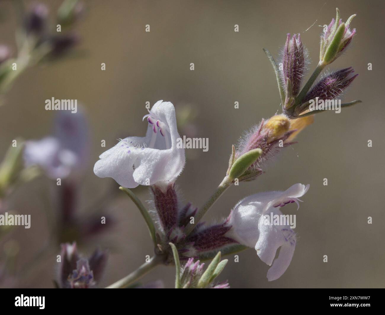 Frosted Mint (Poliomintha incana) Plantae Stock Photo - Alamy