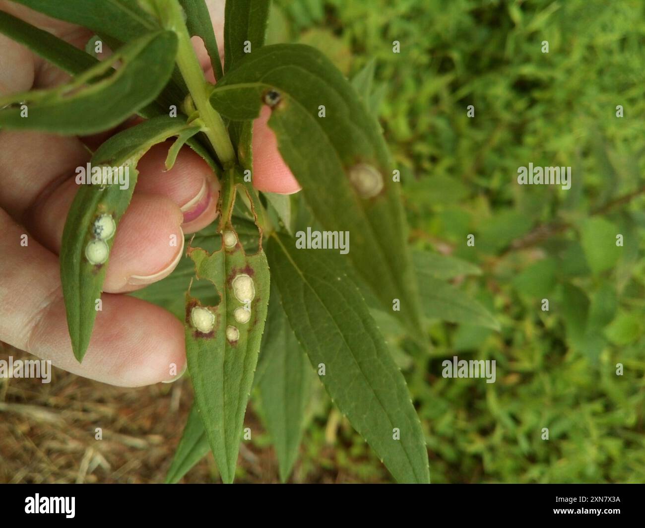 Carbonifera goldenrod gall midge (Asteromyia carbonifera) Insecta Stock ...