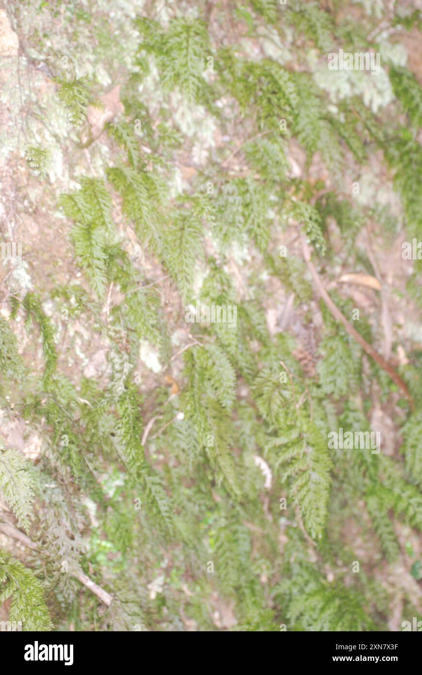 Hymenophyllum demissum hi-res stock photography and images - Alamy