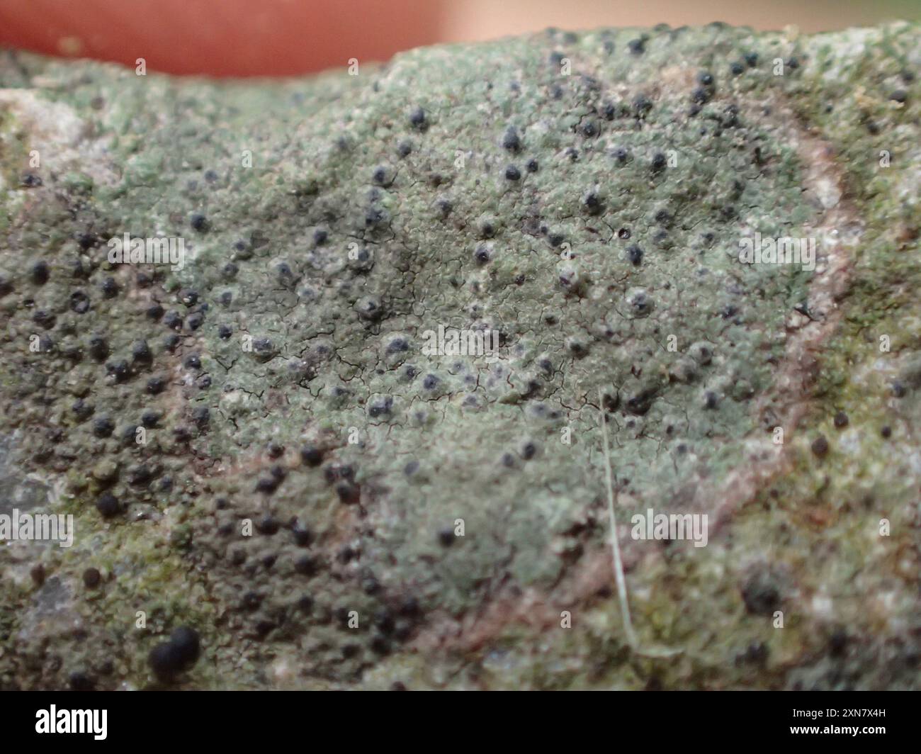 Dot Lichens (Bacidia) Fungi Stock Photo - Alamy