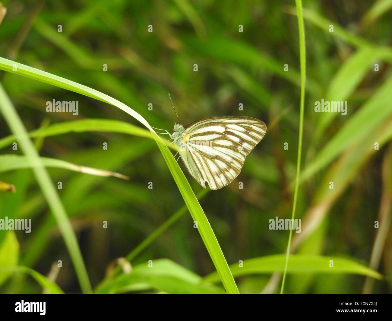 Common Gull (Cepora nerissa) Insecta Stock Photo - Alamy