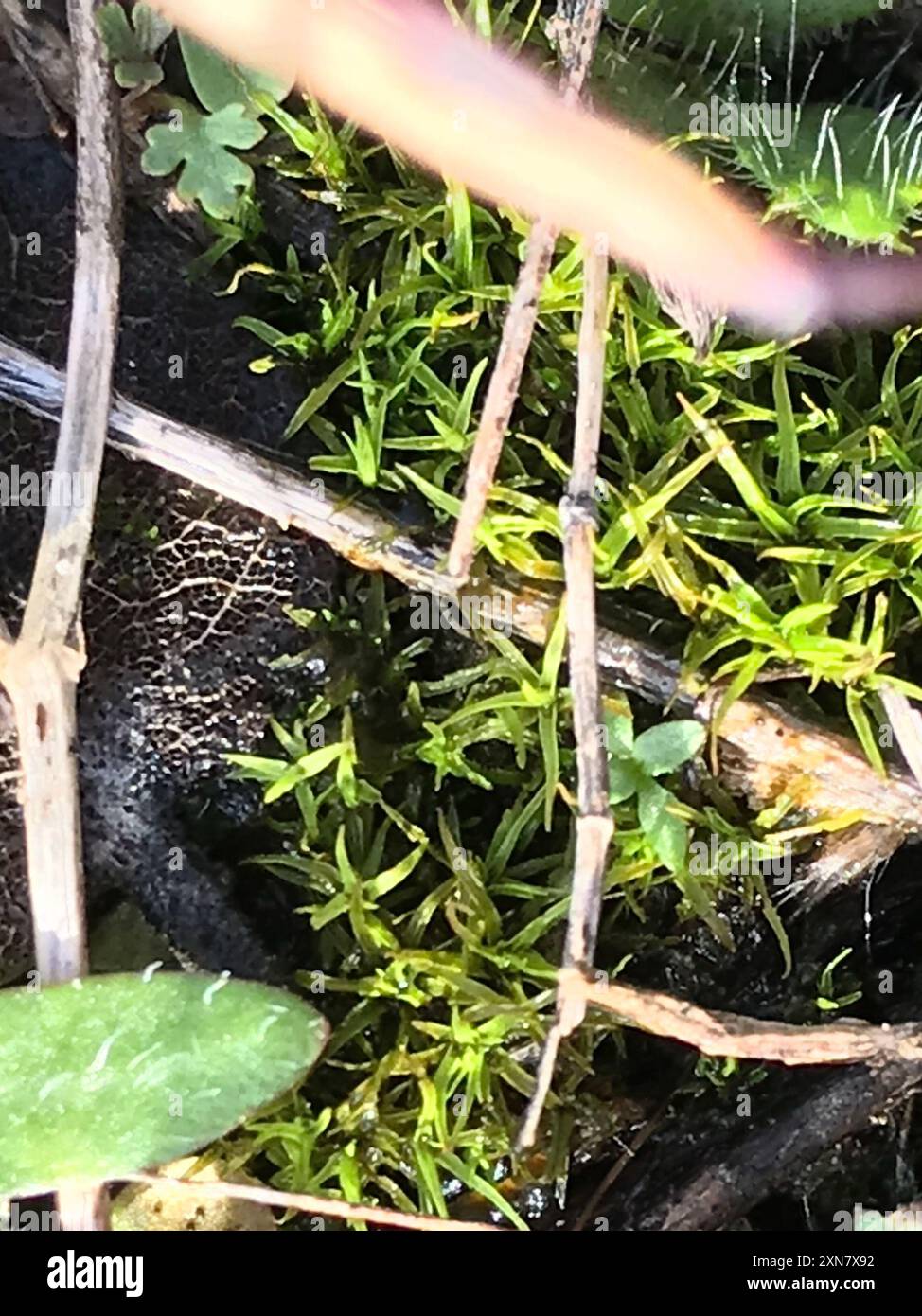 Green-tufted Stubble Moss (Weissia controversa) Plantae Stock Photo - Alamy