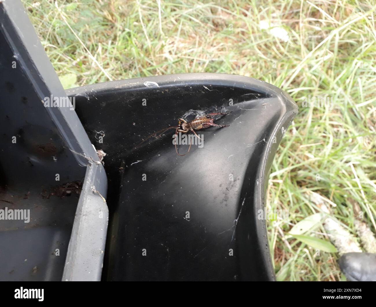 Auckland Tree Weta (Hemideina thoracica) Insecta Stock Photo - Alamy