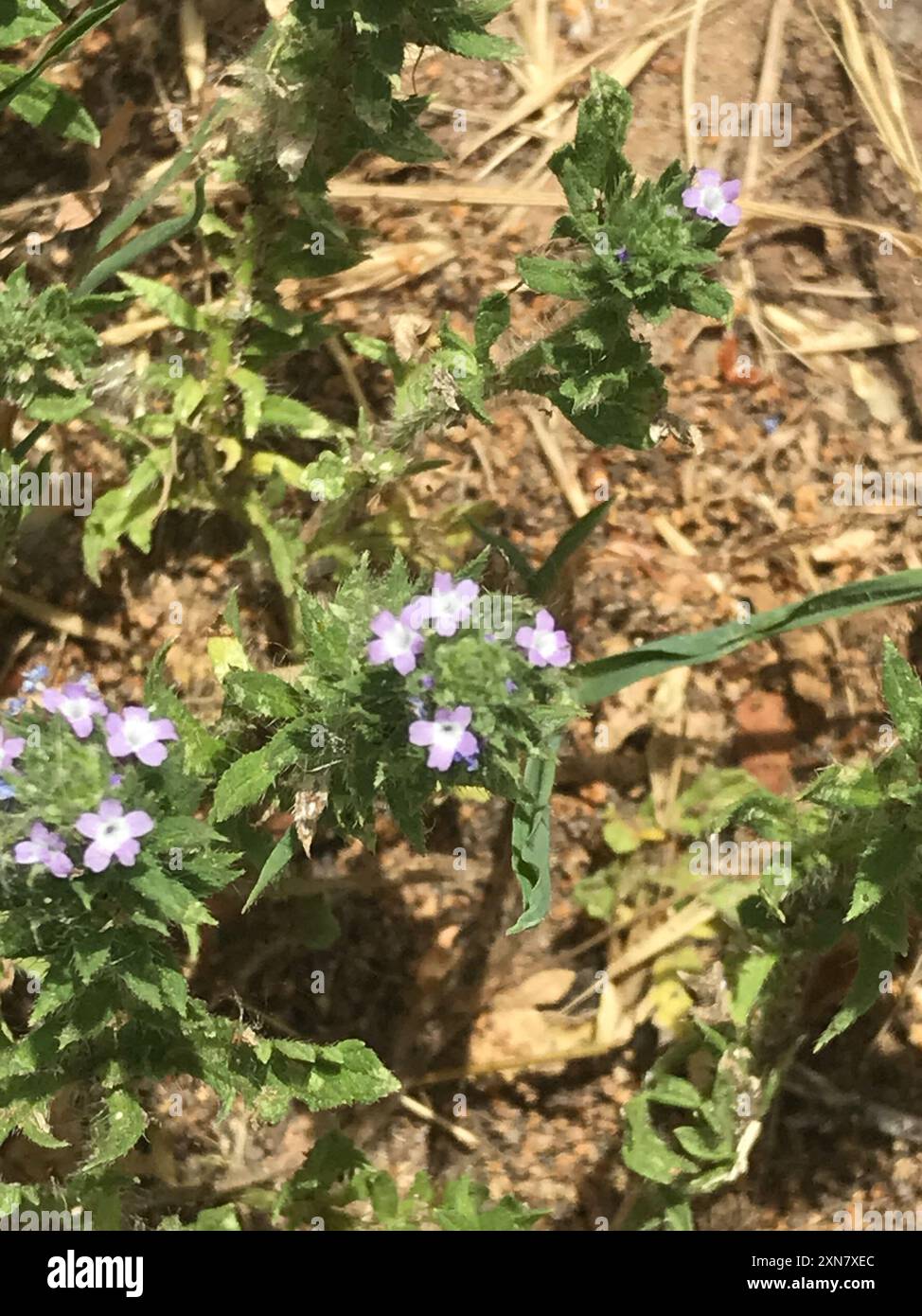 Dwarf Verbena (Glandularia pumila) Plantae Stock Photo - Alamy