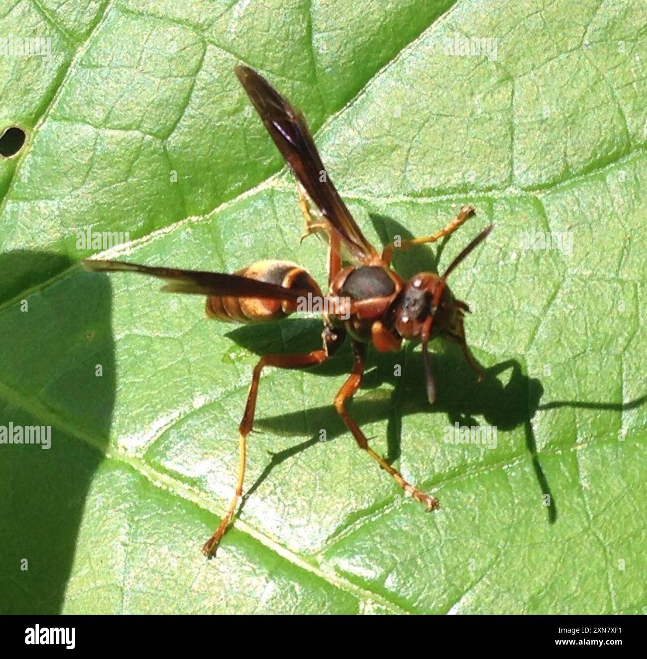 Northern Paper Wasp (Polistes fuscatus) Insecta Stock Photo - Alamy
