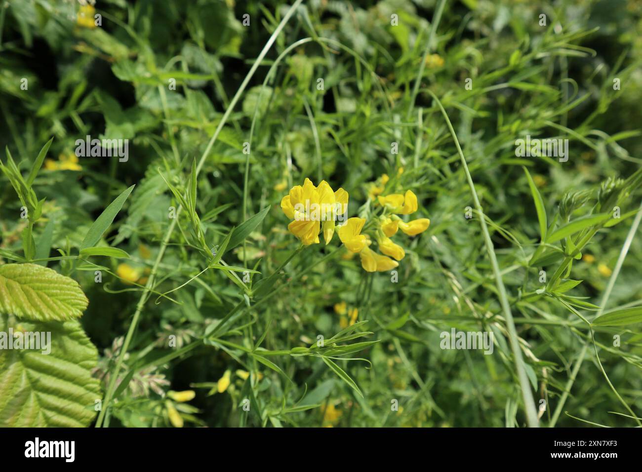 meadow pea (Lathyrus pratensis) Plantae Stock Photo - Alamy