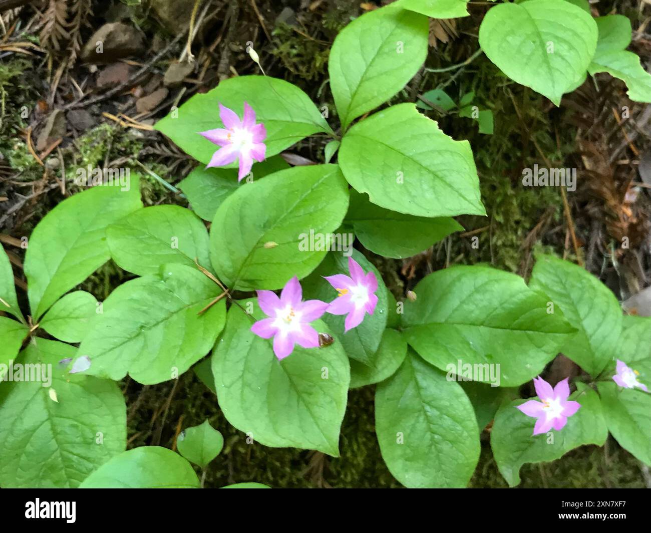 Western Starflower (Lysimachia latifolia) Plantae Stock Photo - Alamy