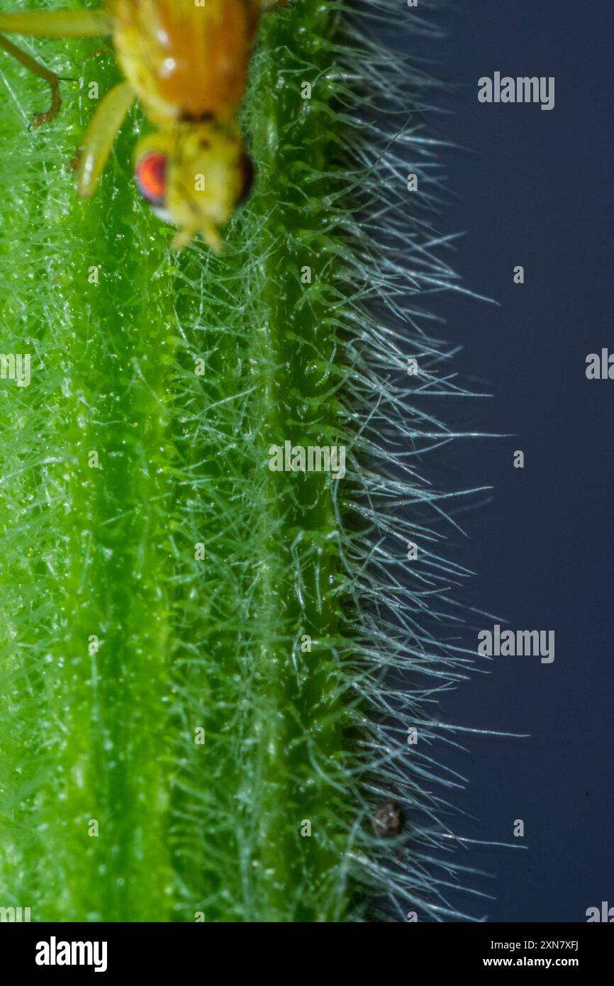 Sunflower Maggot Fly (Strauzia longipennis) Insecta Stock Photo - Alamy