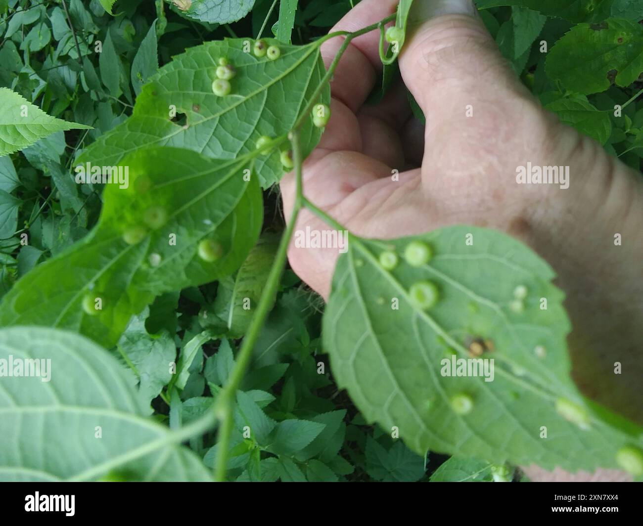 Hackberry Star Gall Psyllid (Pachypsylla celtidisasterisca) Insecta ...