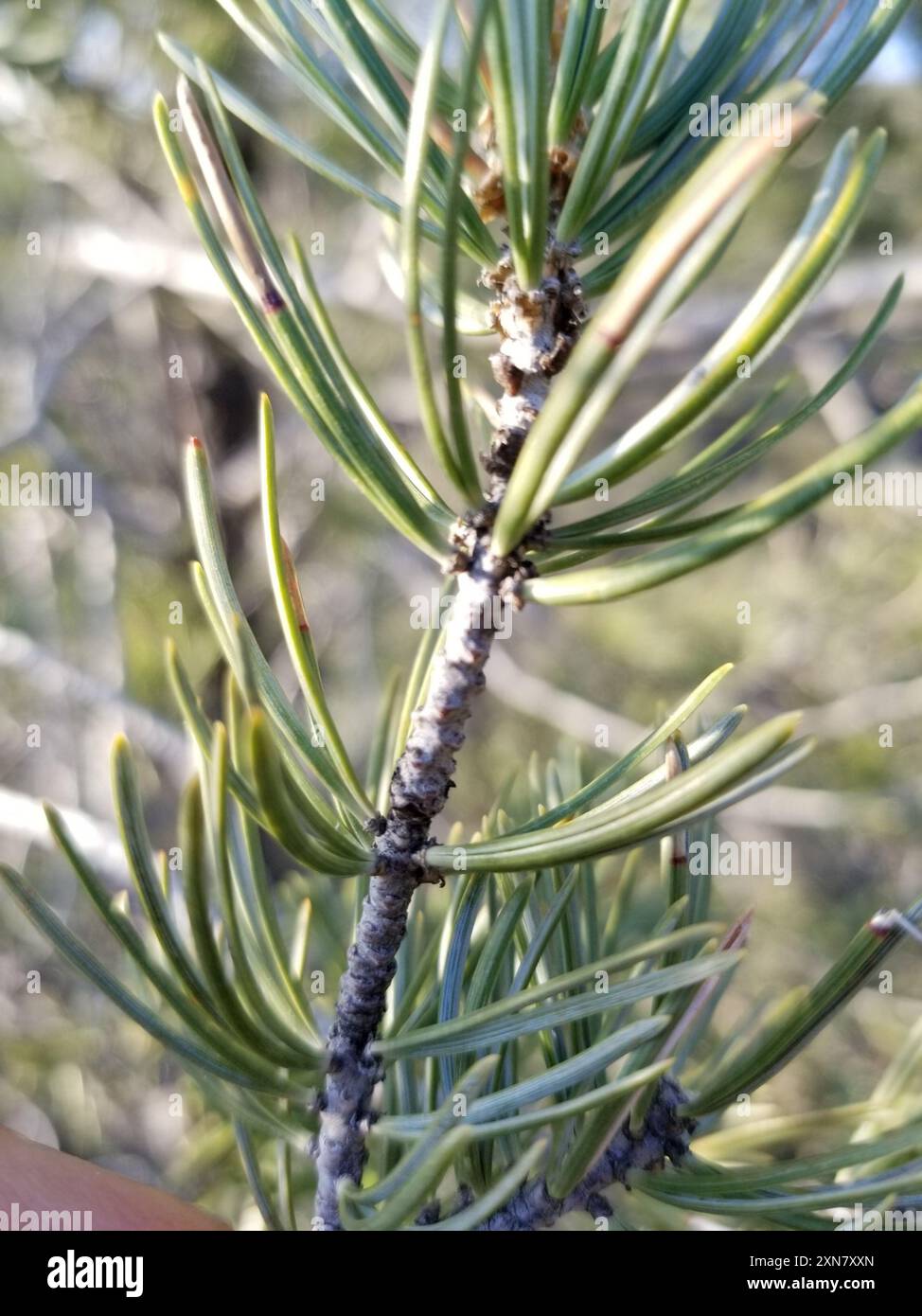 Parry pinyon (Pinus quadrifolia) Plantae Stock Photo - Alamy