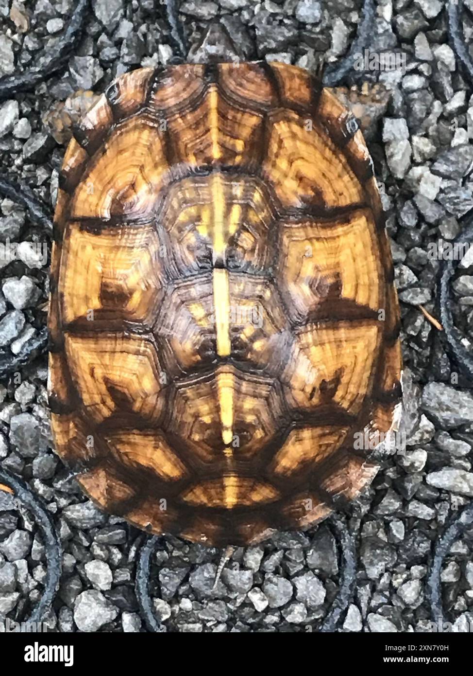Gulf coast box turtle terrapene carolina major hi-res stock photography ...