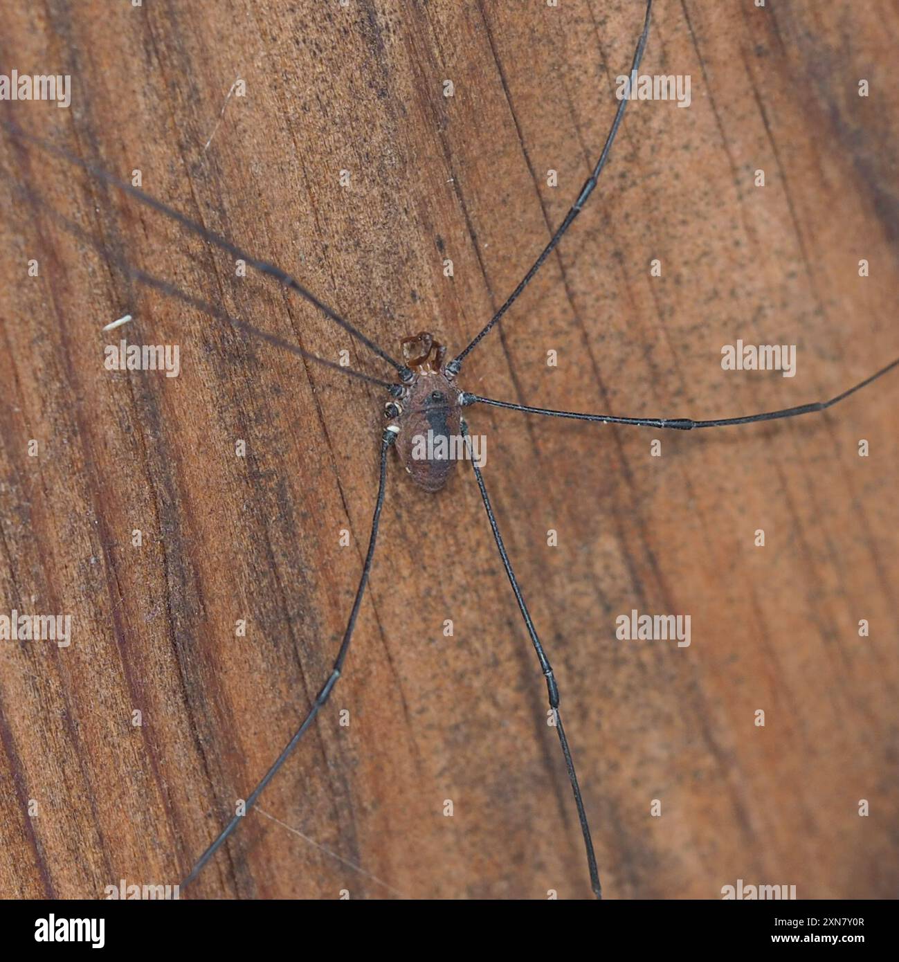 Eastern Harvestman (Leiobunum vittatum) Arachnida Stock Photo - Alamy