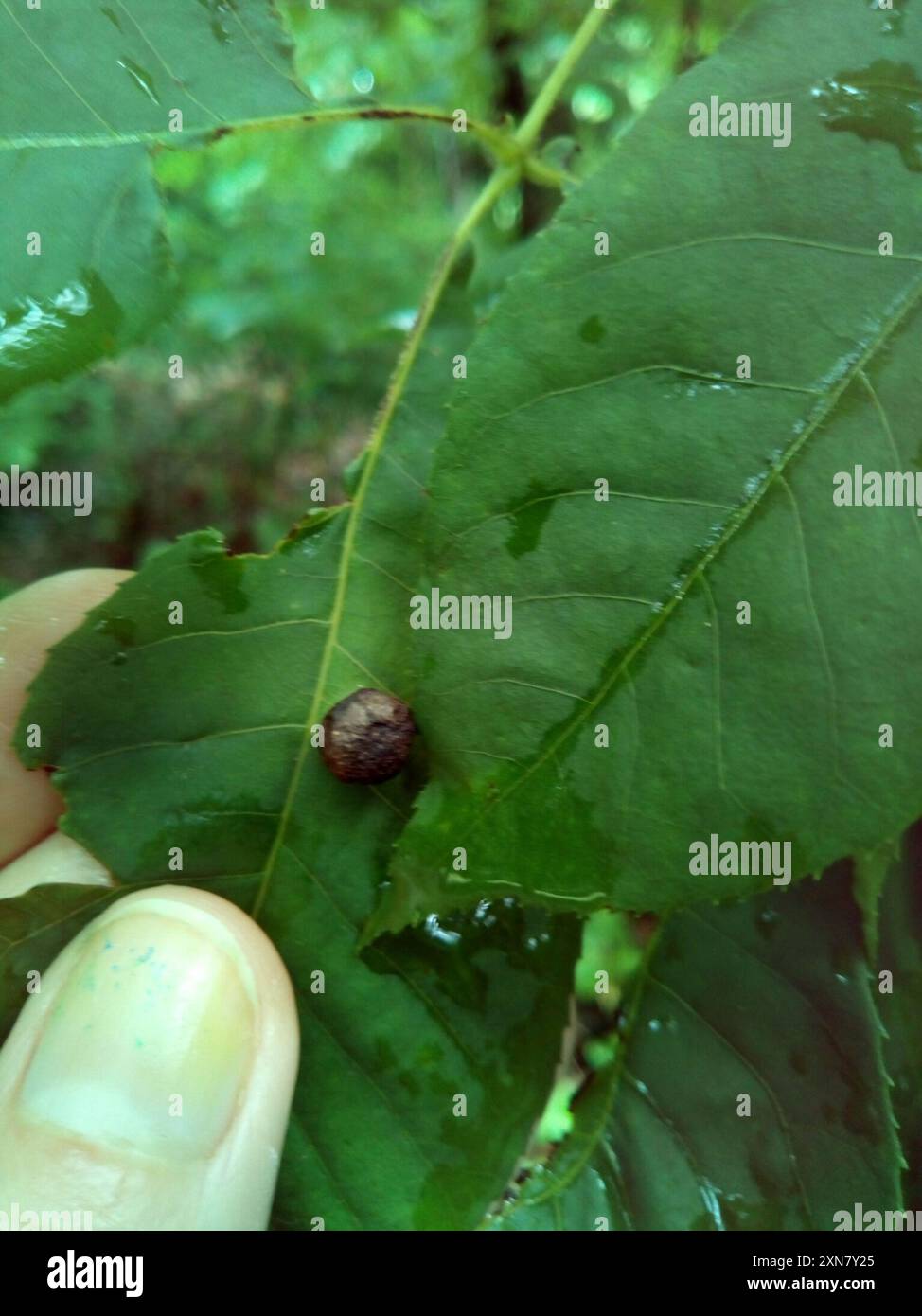 Phylloxeras (Phylloxera) Insecta Stock Photo - Alamy