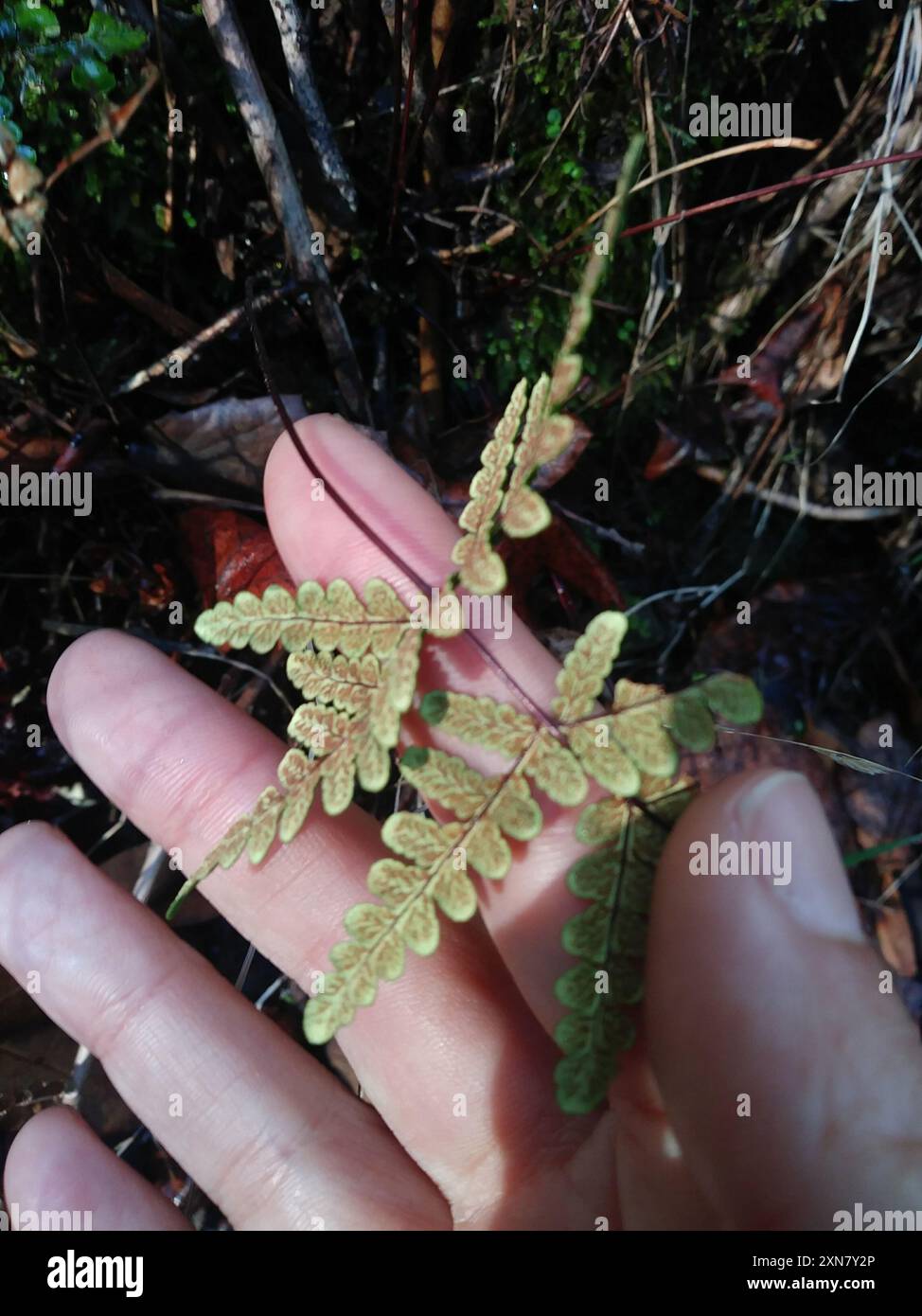 goldback fern (Pentagramma triangularis) Plantae Stock Photo - Alamy