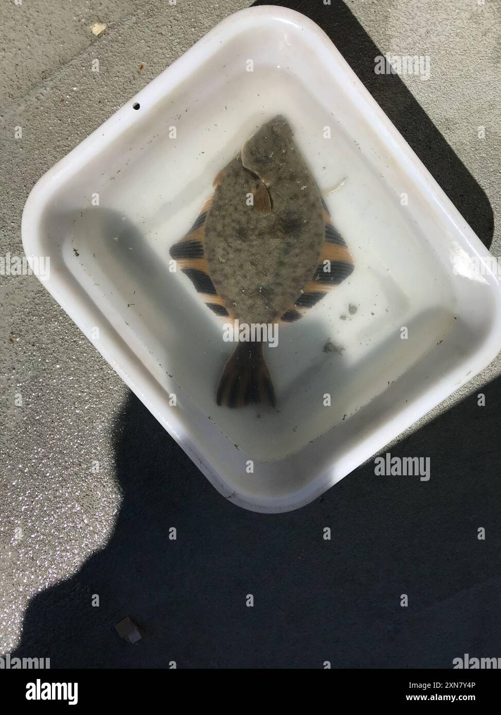 Starry Flounder (Platichthys stellatus) Actinopterygii Stock Photo - Alamy