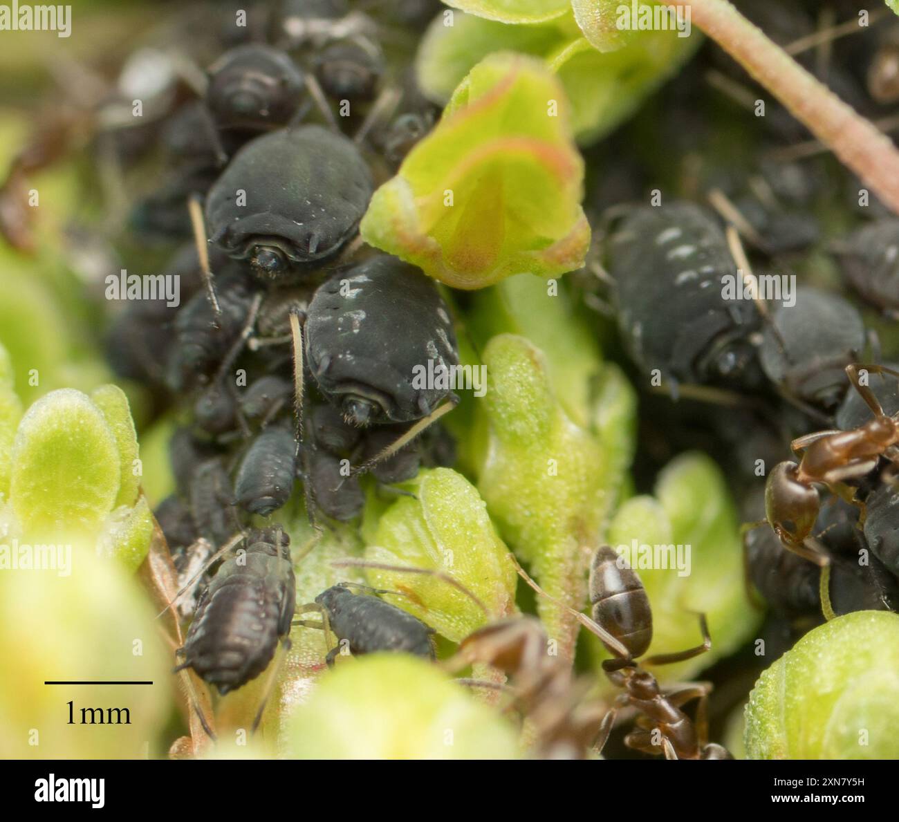 Elder Aphid (Aphis sambuci) Insecta Stock Photo - Alamy