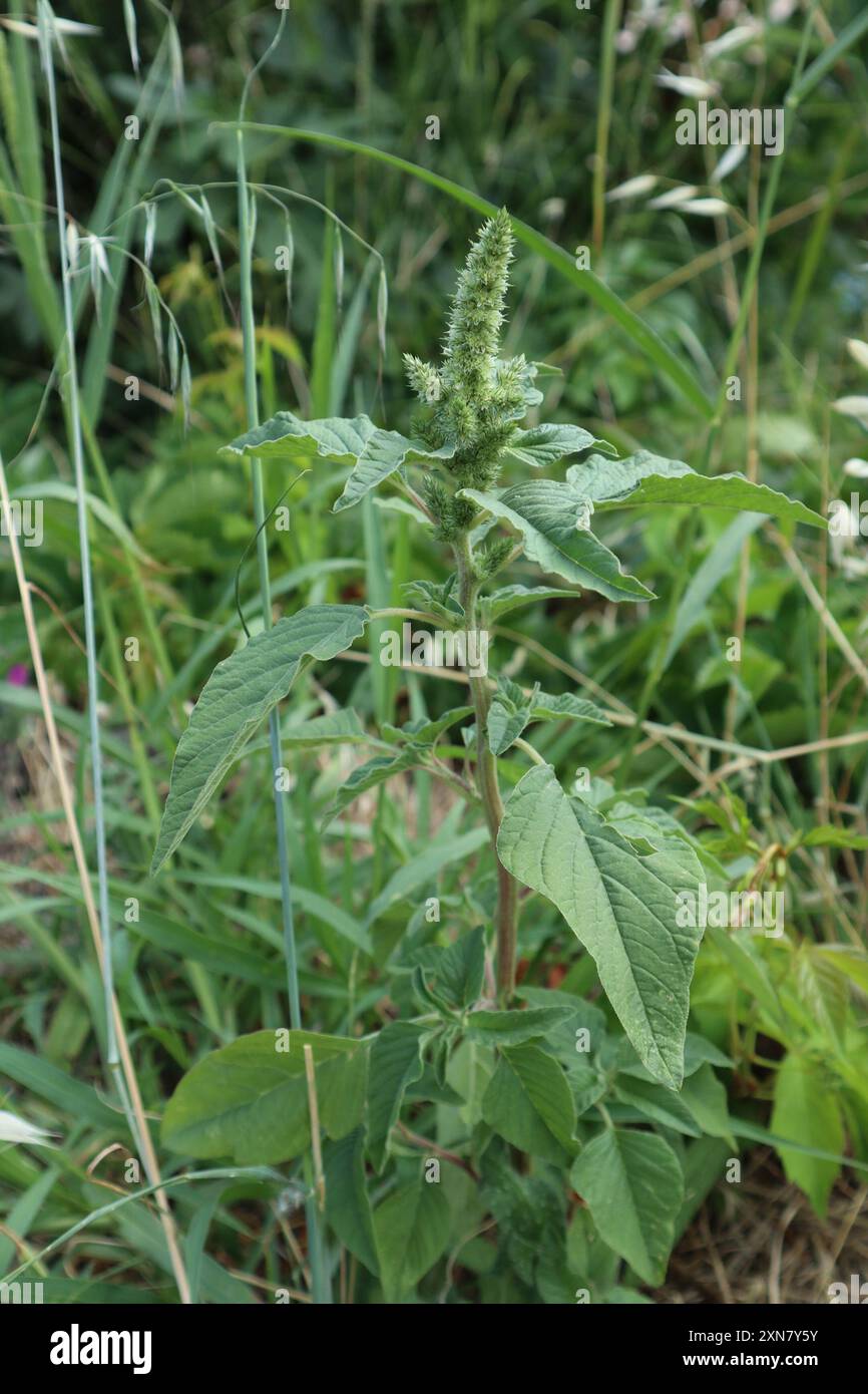 Redroot Amaranth (Amaranthus retroflexus) Plantae Stock Photo - Alamy